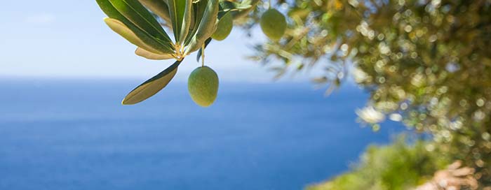 Home - The Real Olive Company