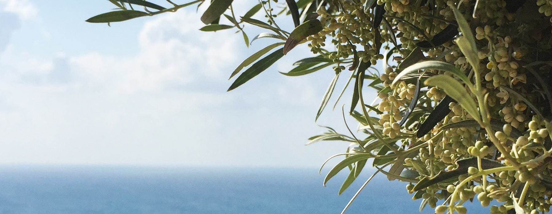 Home - The Real Olive Company