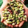 Home - The Real Olive Company
